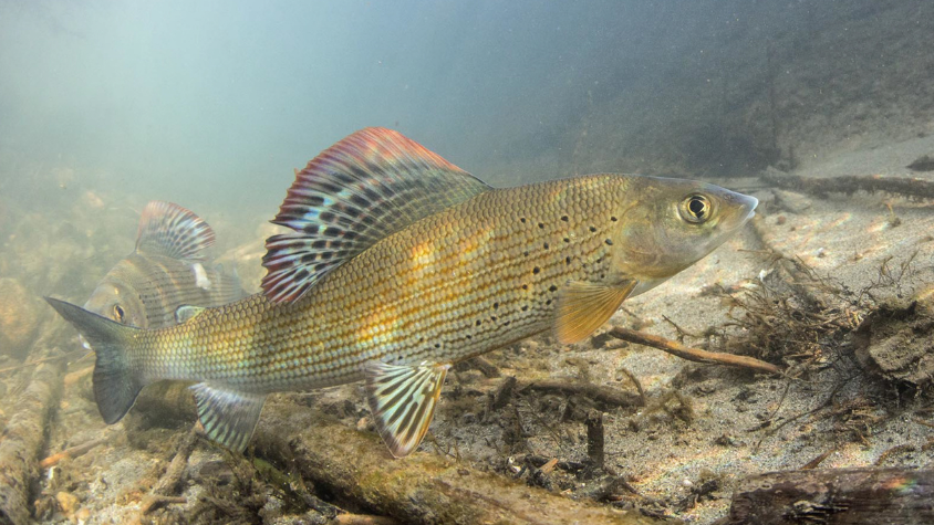 Frapp | Laichzeit der bedrohten Äsche