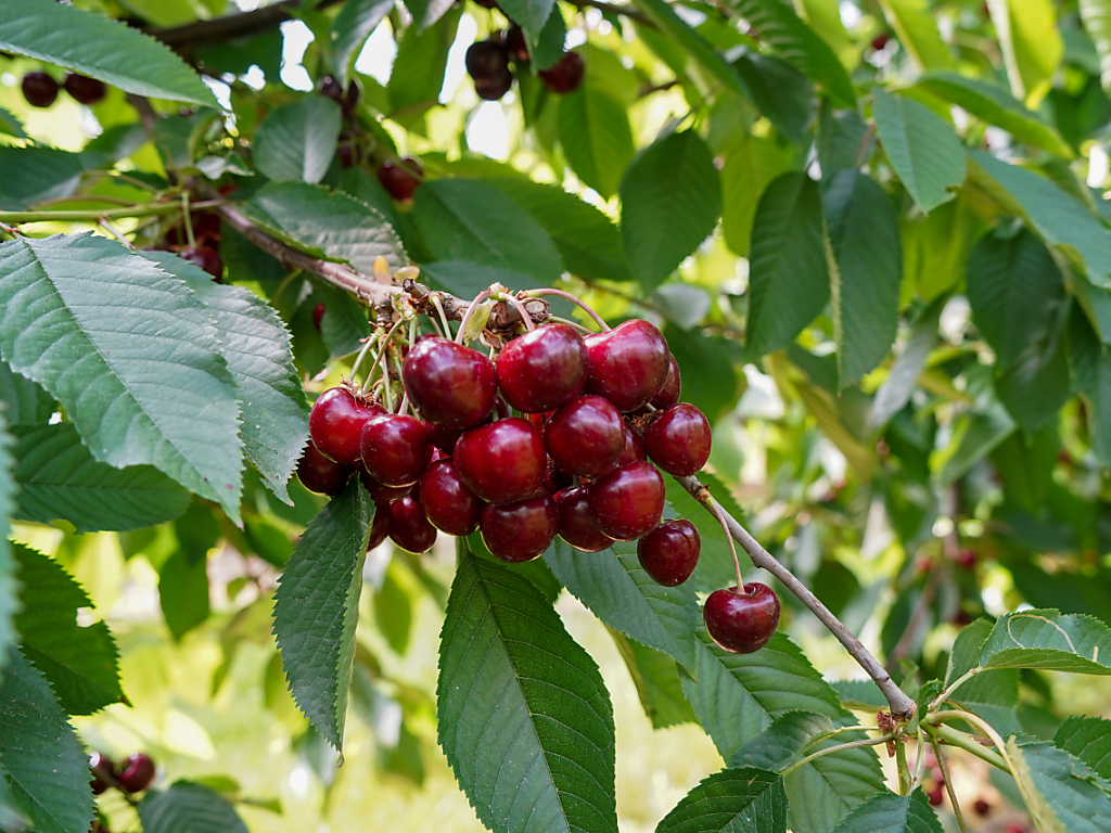 Frapp | Viele und gute Schweizer Kirschen