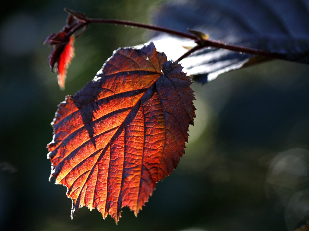 Frapp | Früheste Haselstrauch-Blüte seit 1953
