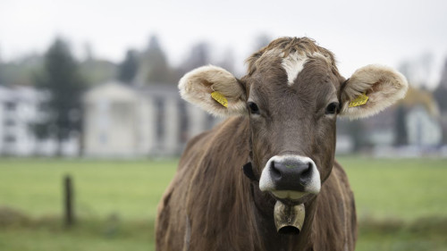 Frapp | Pas de baisse de revenu pour les familles paysannes