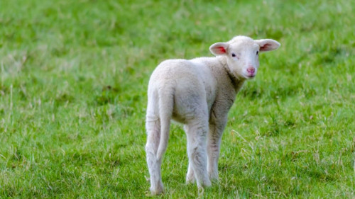 Frapp | Ein Tier tötete das Lamm in Villars-sur-Glâne