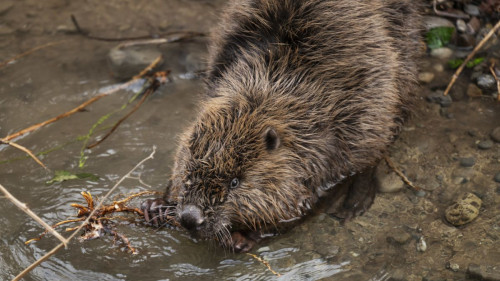 Frapp | Le castor, mignon fauteur de trouble